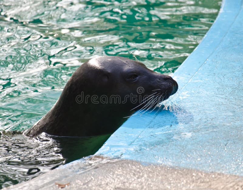 Seal with target stick stock image. Image of looking - 35145517