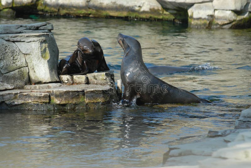 Seal stock photo. Image of full, wilderness, wildlife - 43860858