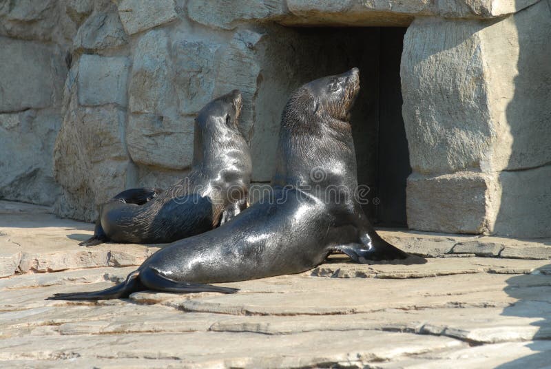 Seal stock photo. Image of wildlife, beehive, zoology - 43860710