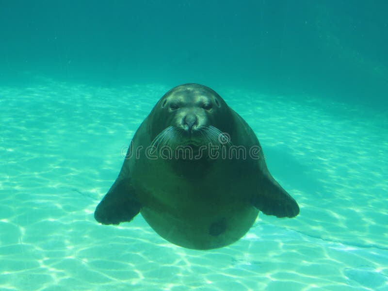 Seal Underwater Looking Straight at Camera Stock Photo - Image of ...
