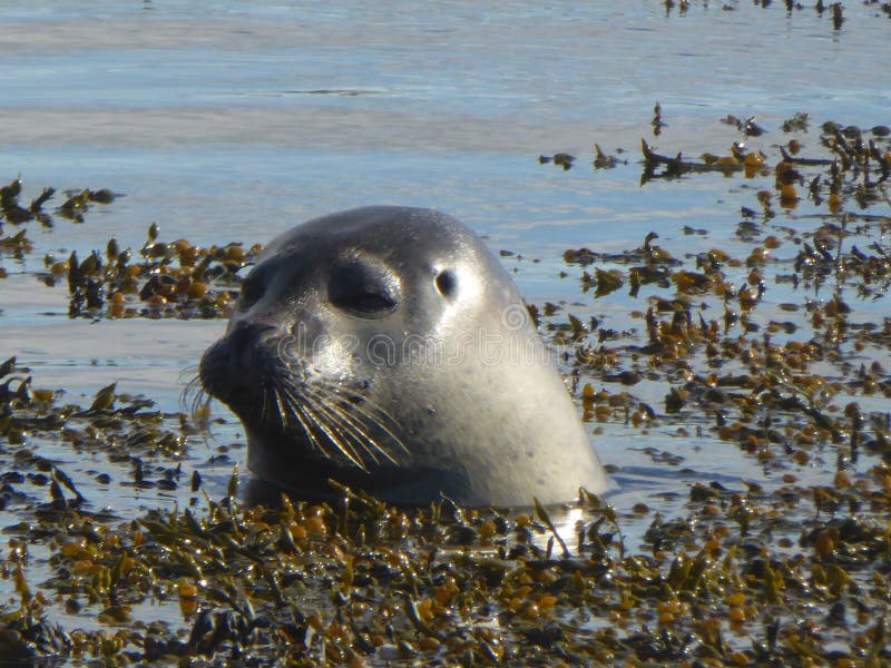 Seal Vatnsnes Peninsula Iceland Stock Image - Image of iceland, ocean ...