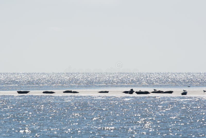 Seal in wadden sea stock photo. Image of horizon, animals - 46654232