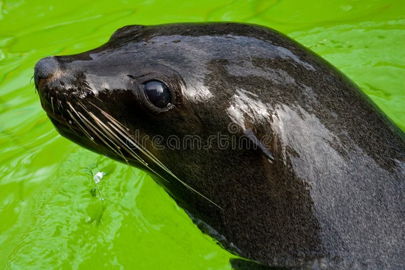 Seal in the water stock image. Image of wild, nice, tender - 11752539