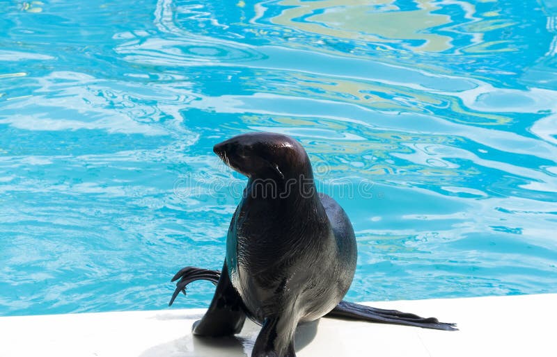 Seal stock image. Image of blue, animal, streamline, water - 2524999