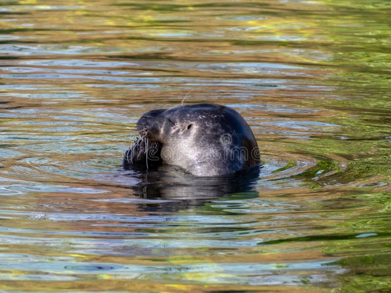 Seal on the water. stock photo. Image of face, seal - 241398224