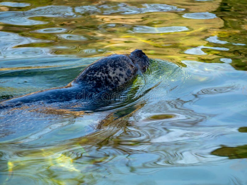 Seal on the water. stock photo. Image of face, wildlife - 241400024