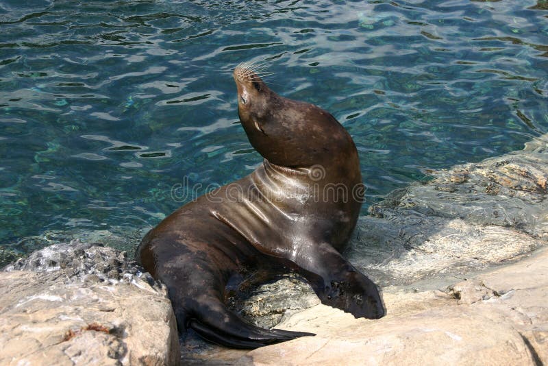 Seal On Waters Edge Picture. Image: 6060909