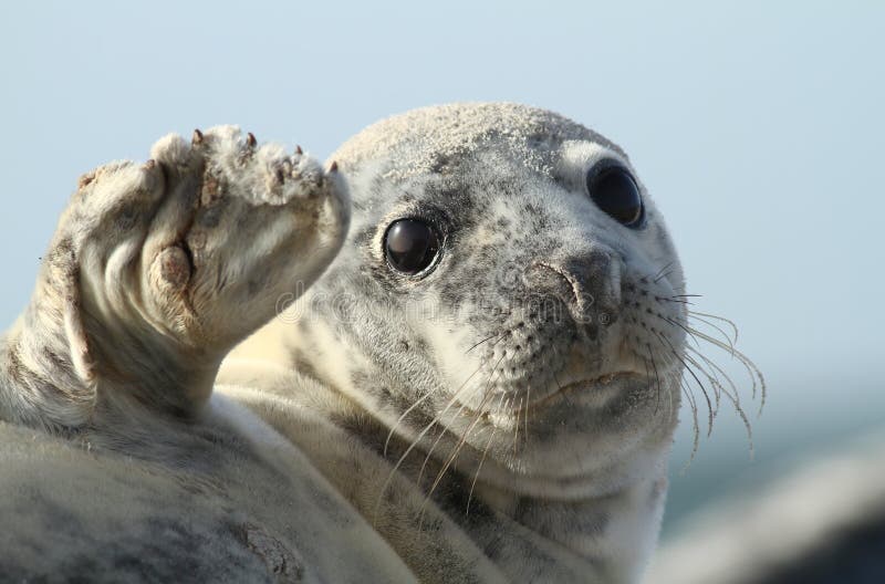 Seal waving stock photo. Image of rest, cute, animal - 19300908