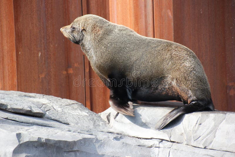 Seal in the Zoo is Having a Good Time Stock Photo - Image of ocean ...