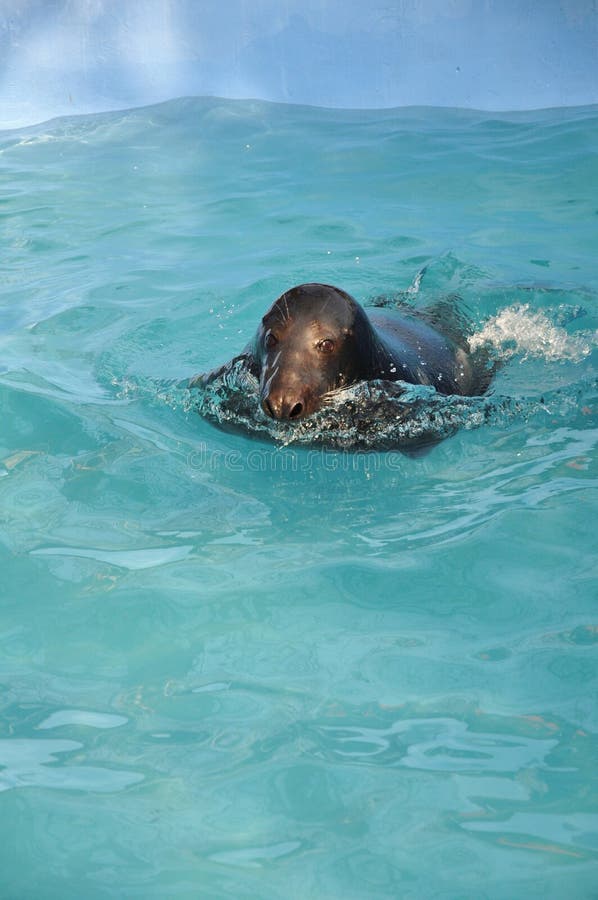 Seal in a zoo pool stock photo. Image of nature, body - 23888338