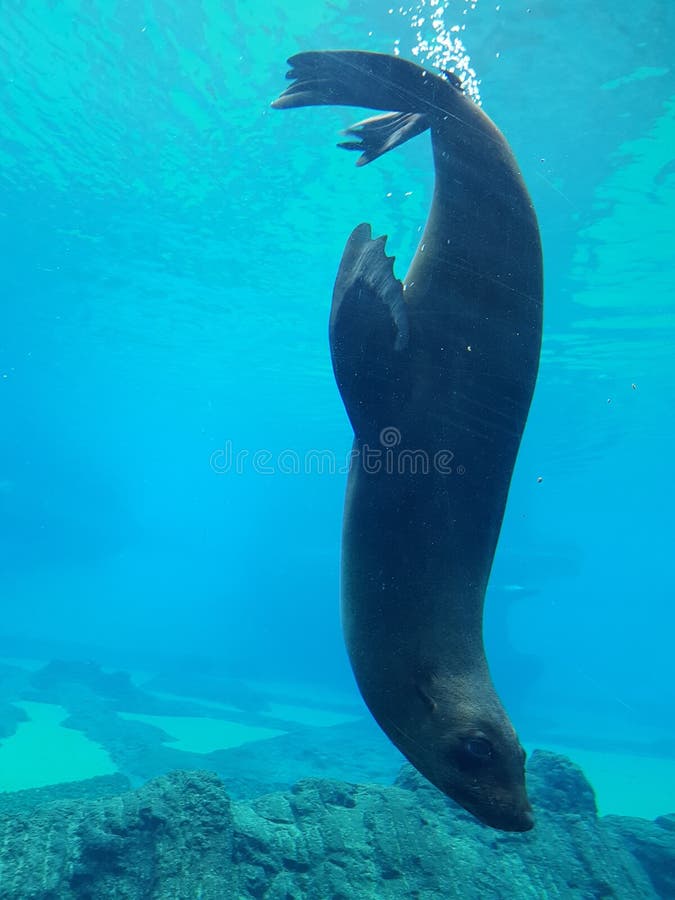 6,072 Seal Zoo Stock Photos - Free & Royalty-Free Stock Photos from ...