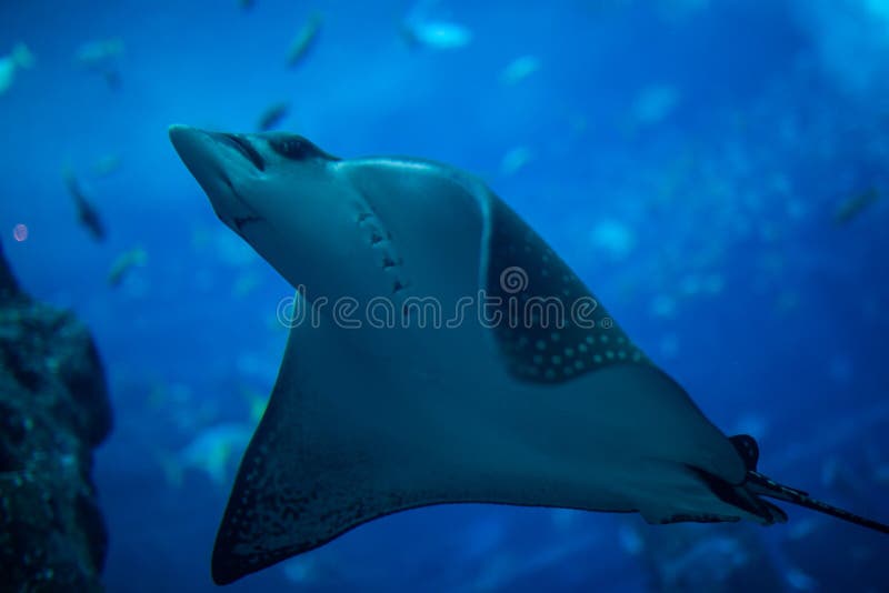 Sealife in Aquarium with Scate on To Foreground in Blue Water Stock ...