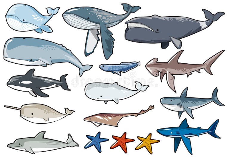 Vectorial Sealife Animals Stock Illustrations – 1 Vectorial Sealife ...