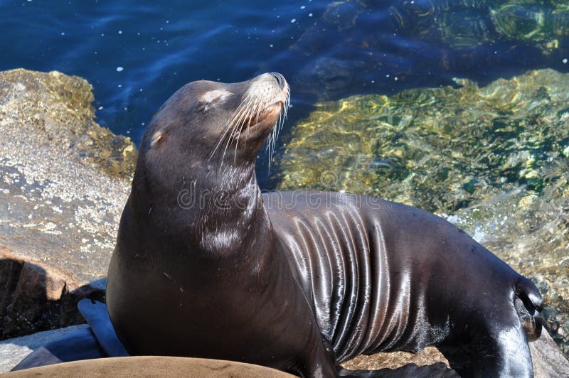 Sealion stock image. Image of bathing, brown, coastal - 16887629