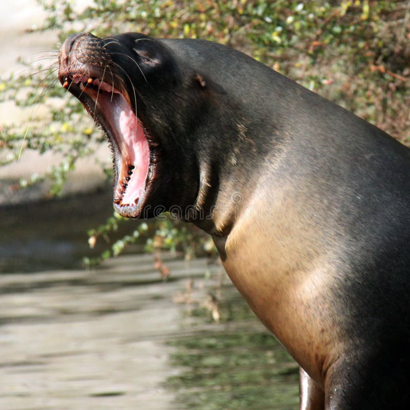 Sea Lion Octopus Slap Stock Photos - Free & Royalty-Free Stock Photos ...