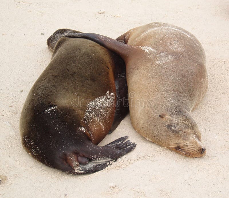 Sealions stock image. Image of sealions, cuddle, nature - 7304773