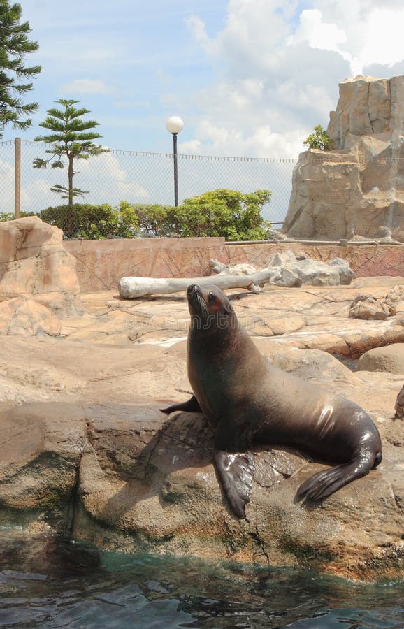 Sea â€‹â€‹lion, Friendly Animals at the Prague Zoo Editorial Stock ...