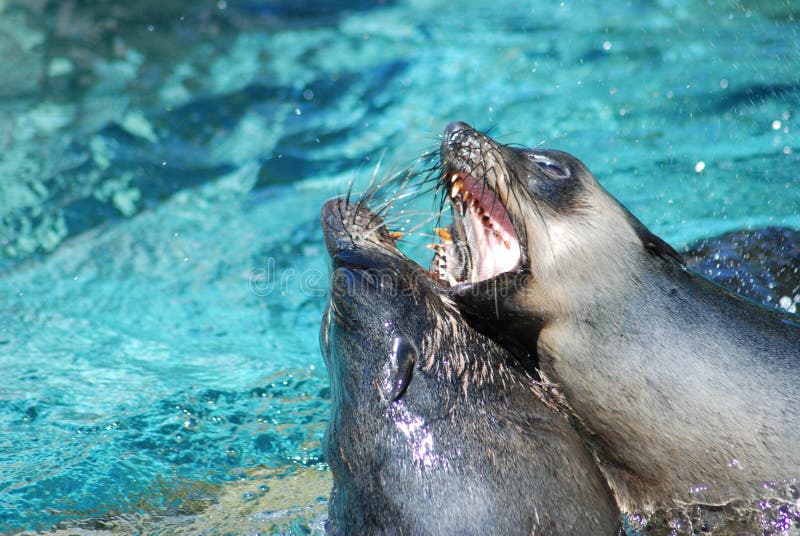 Loving seals stock photo. Image of ocean, seal, playing - 18236790