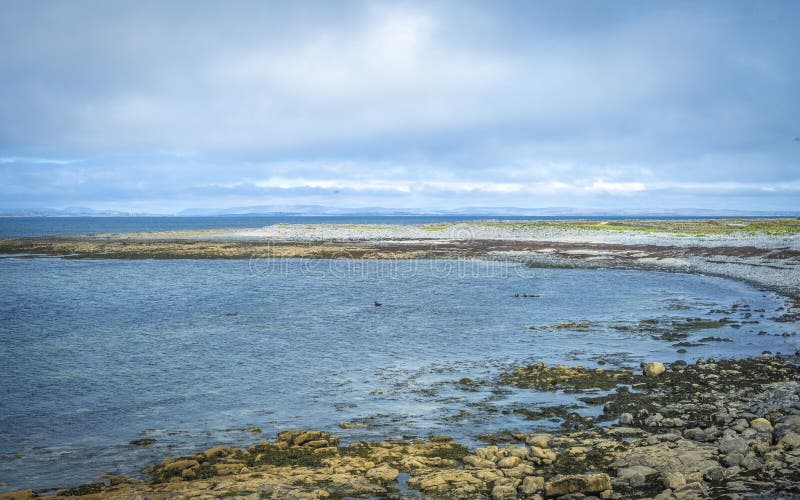 Seals Along the Irish Atlantic Coast Stock Image - Image of irish, care ...
