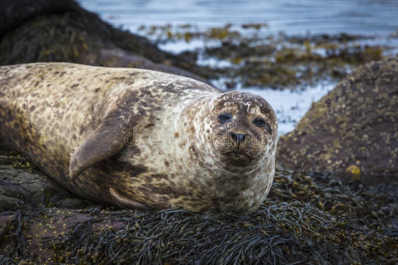 Seals Along the Irish Atlantic Coast Stock Photo - Image of ireland ...