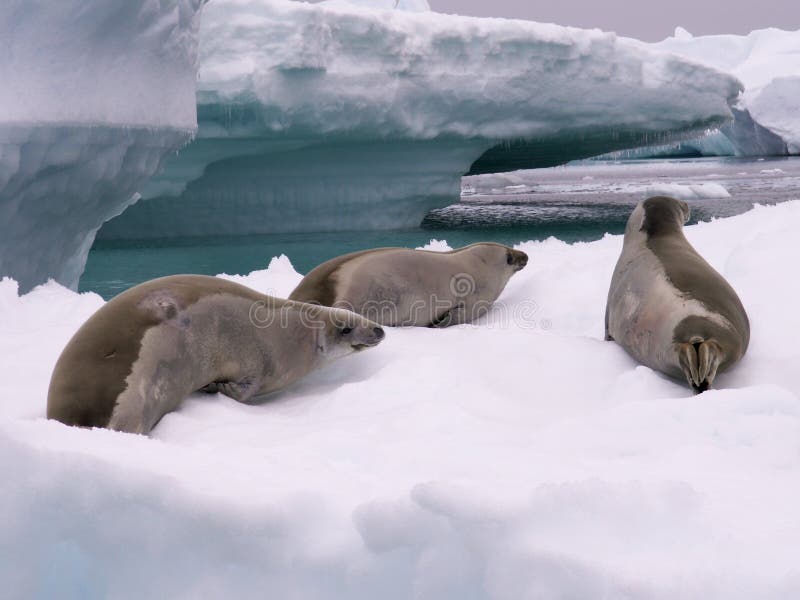 Seals in Antarctica stock photo. Image of polar, seal - 2537980