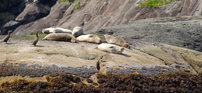 Seals and Birds in Scotland Stock Image - Image of clan, cliff: 14950083