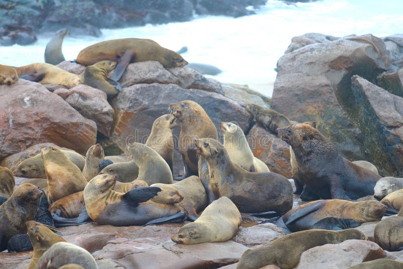 Seals at Cape Cross stock image. Image of ocean, nature - 102156741