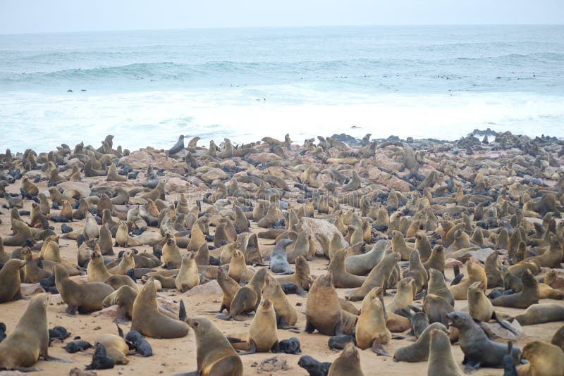 Cape Cross Seal Reserve. Skeleton Coast. Namibia Stock Image - Image of ...