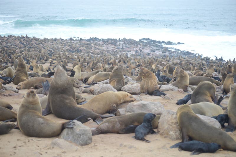 Seals at Cape Cross stock image. Image of namibia, african - 102156403