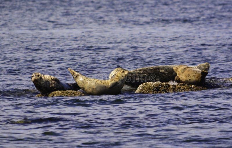 Seals are Chilling on the Rock Stock Photo - Image of brown ...