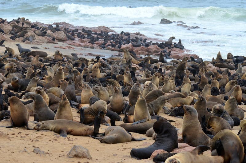 Seals colony stock image. Image of animal, hope, baby - 23995487
