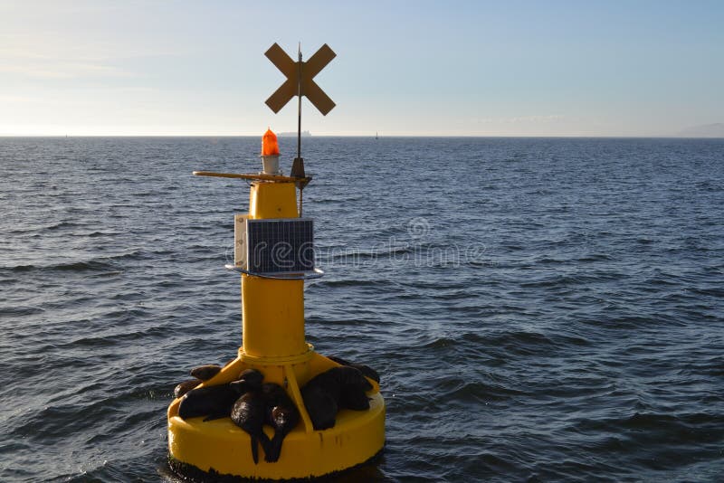 Seals Floating on a Yellow Beacon at Sea Stock Image - Image of blue ...