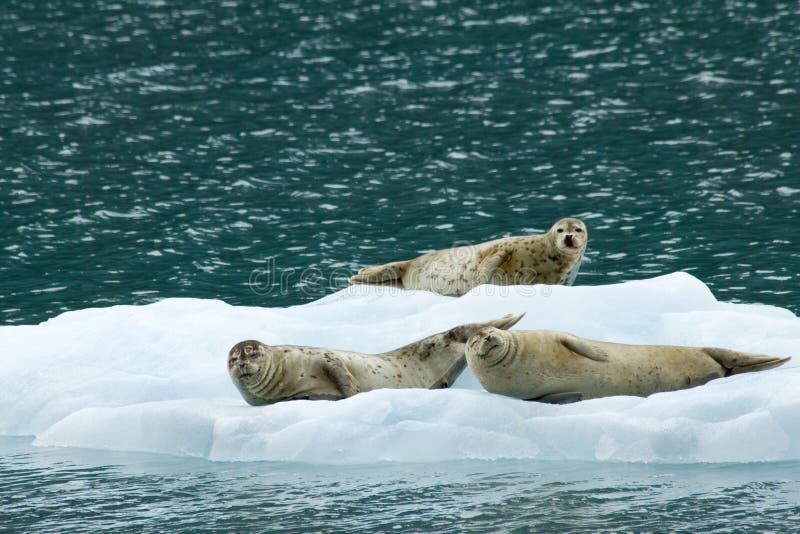 Seals on Ice stock photo. Image of animals, arctic, alaskan - 2781958