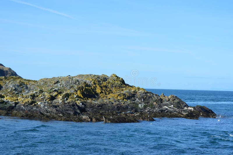 Seals at the isle of man stock image. Image of current - 112337669