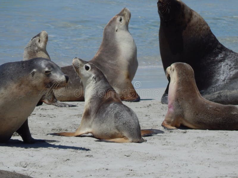 Seals, Mammal, Fauna, Marine Mammal Picture. Image: 118155545