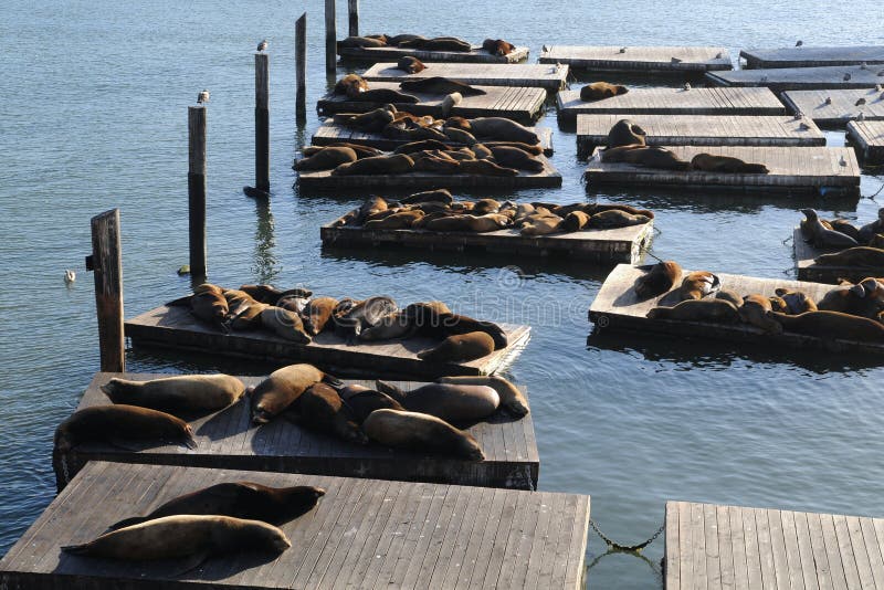 Seals at pier 39 stock image. Image of seal, tourist - 23448899