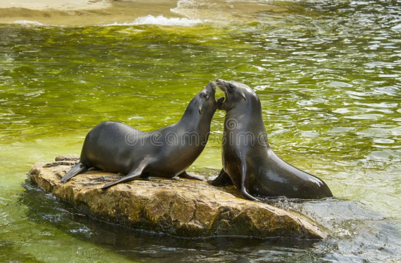 Seals at play in zoo stock image. Image of beach, animal - 112801633