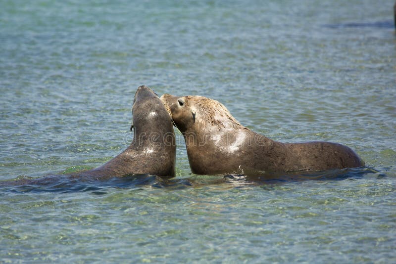 Loving seals stock photo. Image of ocean, seal, playing - 18236790