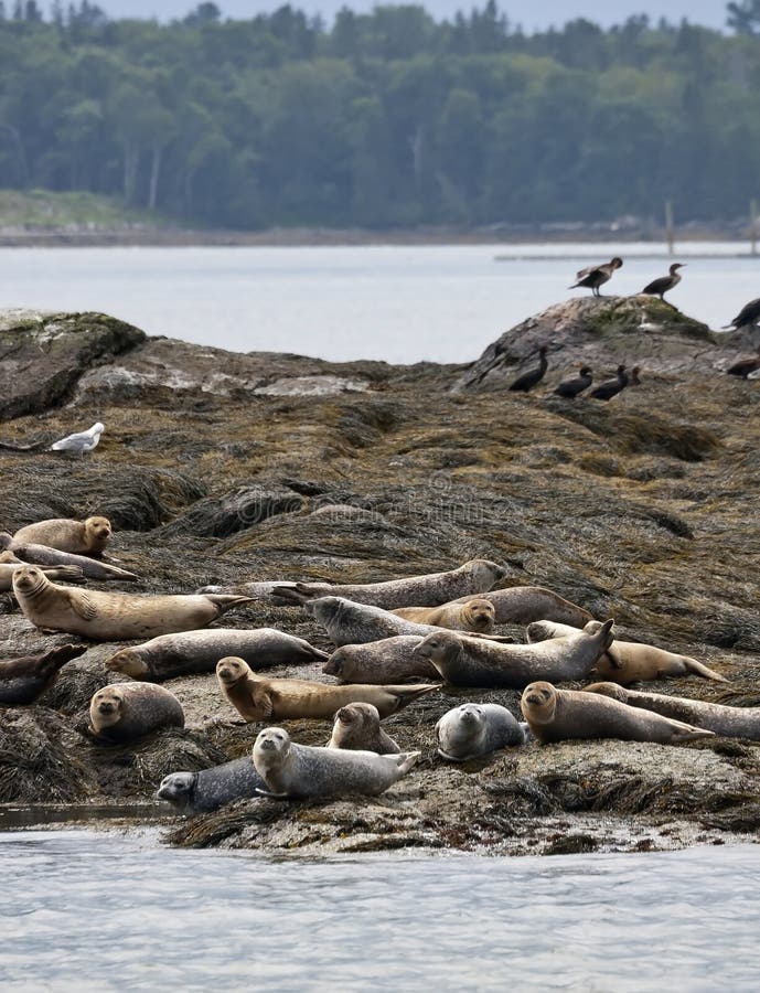 Seals on the rock stock photo. Image of castine, rocky - 95489958