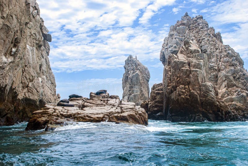 Seals on the rocks stock image. Image of exotic, mexican - 160940659