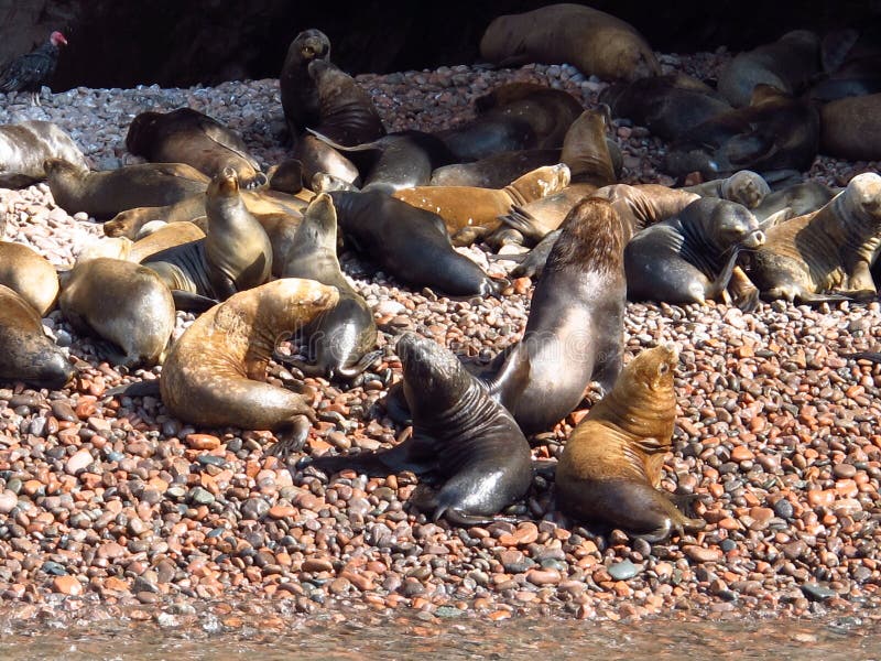 Seals on Rocks in the Pacific Ocean, Paracas, Peru Stock Photo - Image ...