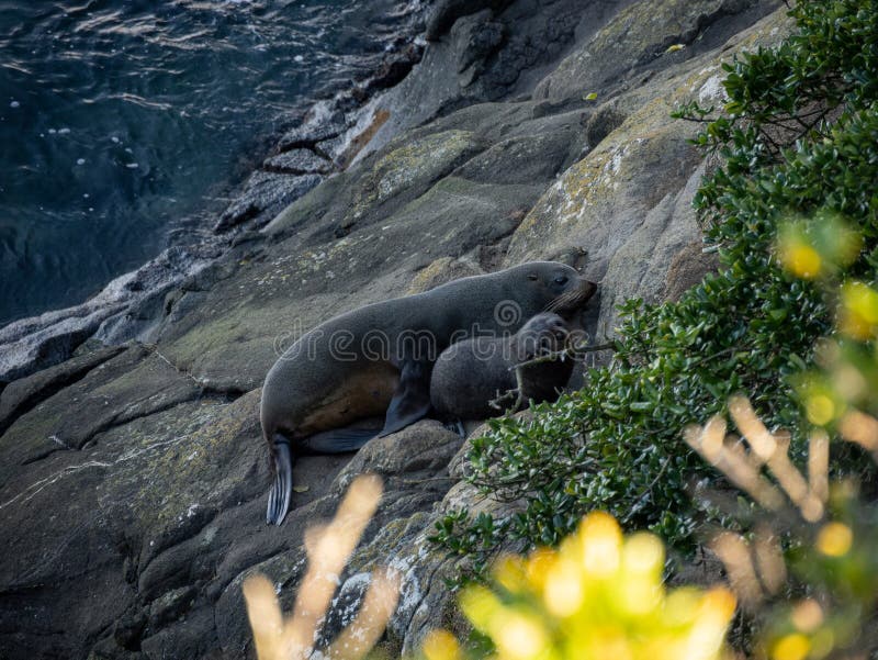 Seals sleeping together stock photo. Image of mother - 274920072