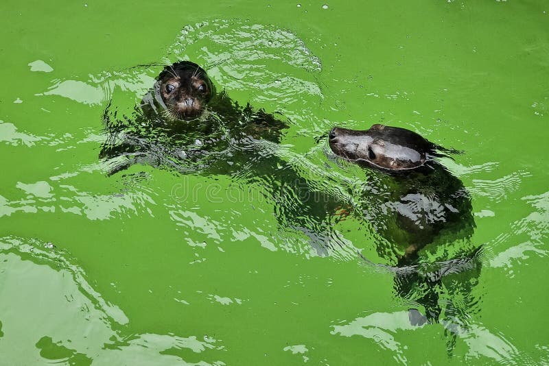 Seals Swim in the Pool with Green Water Stock Photo - Image of animal ...