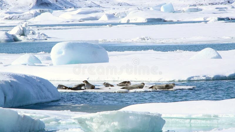 Seals Swimming on an Ice Floe in Iceland Stock Video - Video of swim ...