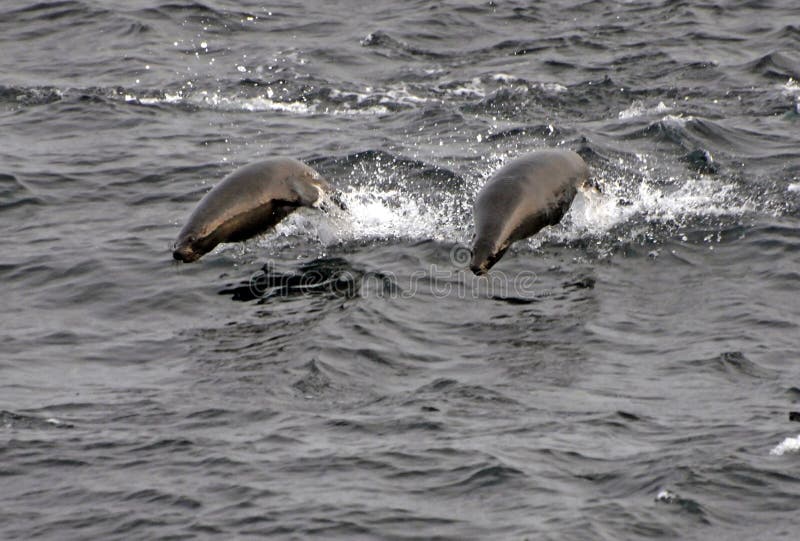 Seals Swimming Together in the Water Stock Photo - Image of head ...