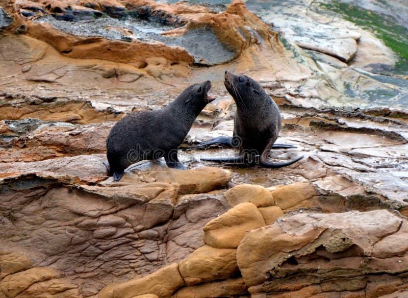 Seals. Talk. stock photo. Image of talk, seals, rock - 28275534