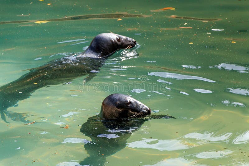 Seals Swim And Jumping Out Of Water. Stock Image - Image of cute ...