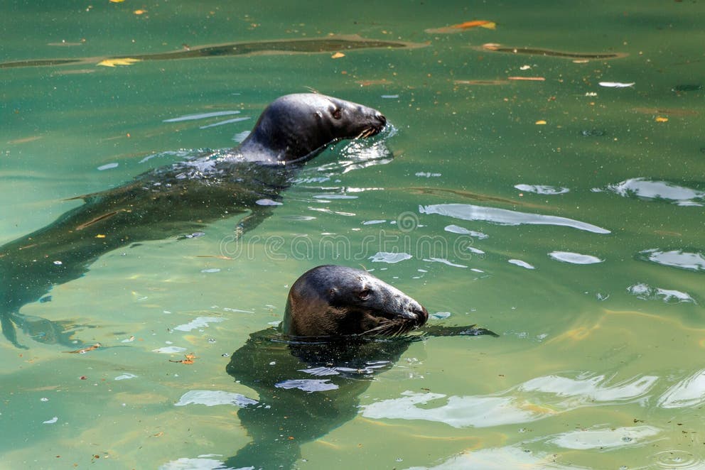 Seals stock image. Image of nature, cute, swim, seals - 117929641