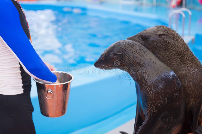 The Seals Waiting for Food after Show the End Stock Image - Image of ...