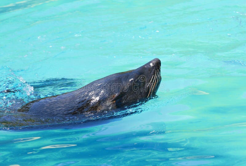 Sealskin stock photo. Image of wildlife, mammal, sealskin - 14950510